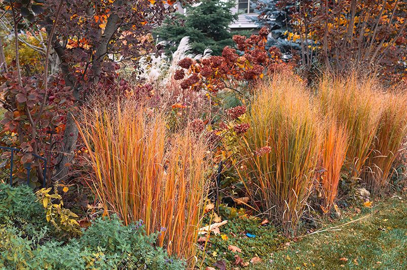 5 Stunning Fall Landscaping Ideas for 2024 | ShrubHub