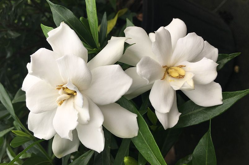Everblooming Gardenia Gardenia Shrub Plants Gardenia Classic Gardenia