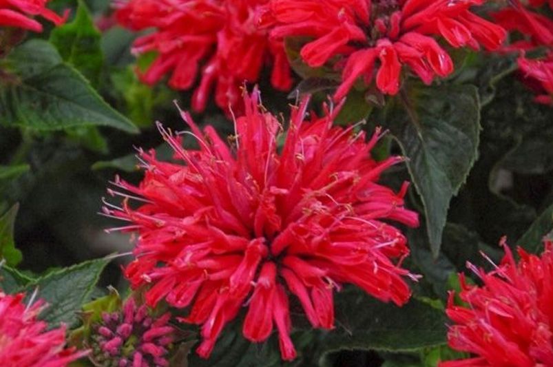 Choosing the Right Bee Balm Varieties for Your Needs | ShrubHub
