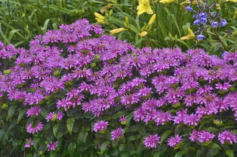 Choosing the Right Bee Balm Varieties for Your Needs | ShrubHub