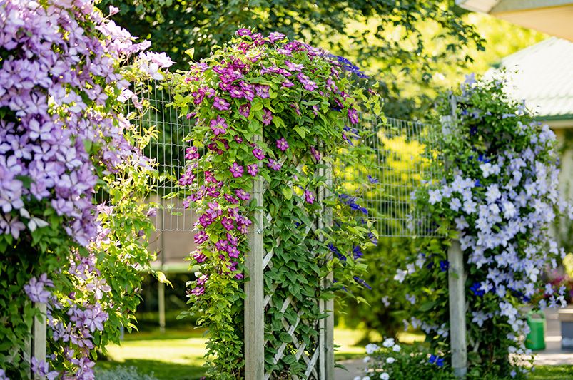 Clematis Unveiled: Expert Advice for Stunning Vines | ShrubHub