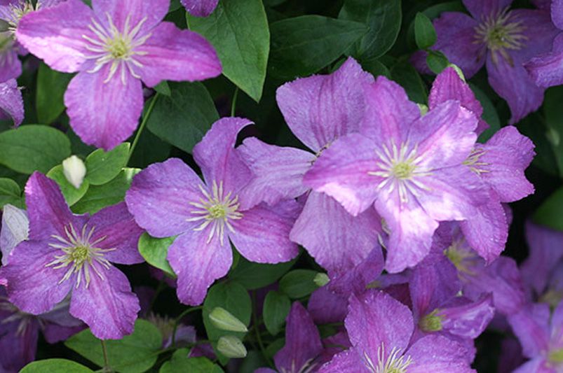 Clematis Unveiled: Expert Advice for Stunning Vines | ShrubHub
