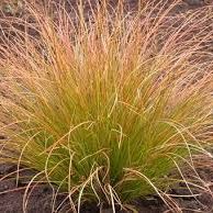 Grasses