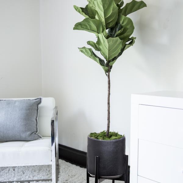 Shop the Small Fiddle Leaf Fig Tree | ShrubHub Nursery