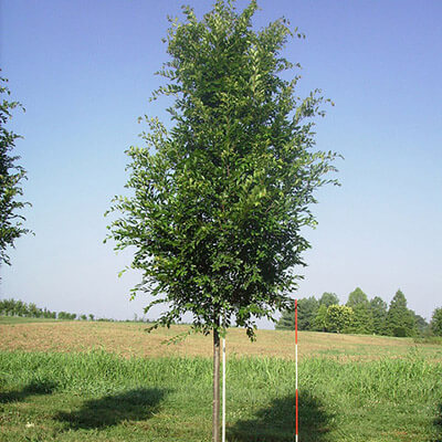 Shop the Bosque Chinese Elm | ShrubHub Nursery