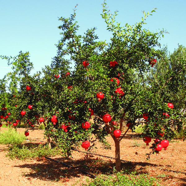 Shop the Pomegranate 15g | ShrubHub Nursery