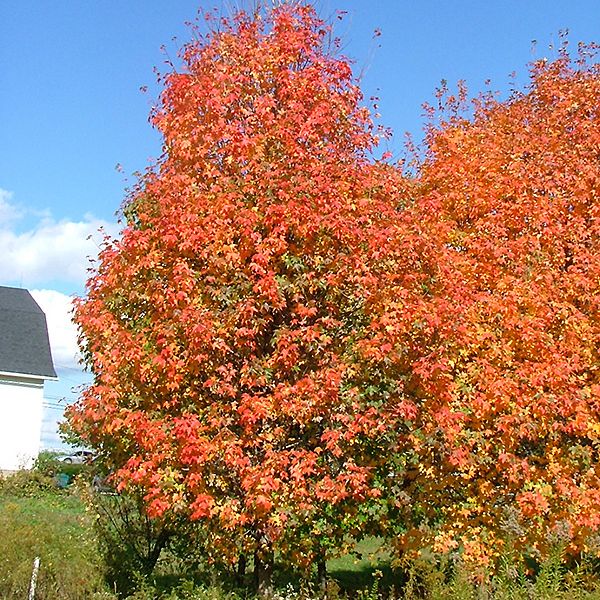 Shop the Bigtooth Maple | ShrubHub Nursery