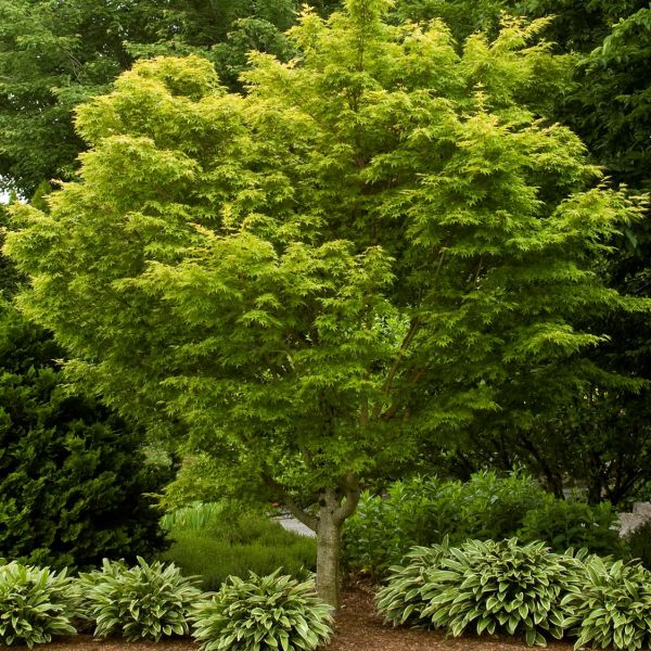 Coral Bark Japanese Maple - Acer palmatum 'Sango Kaku' - Brilliant Red ...
