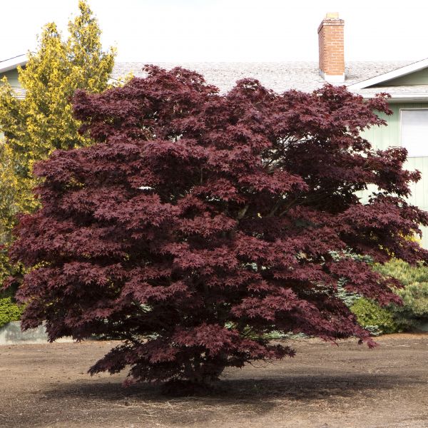 Shop the Bloodgood Japanese Maple | ShrubHub Nursery