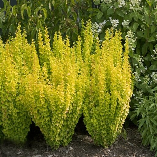 Shop the Sunjoy Gold Pillar Japanese Barberry | ShrubHub Nursery
