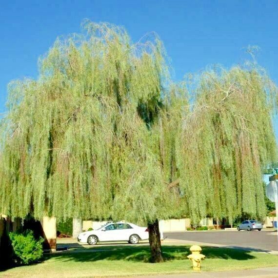 Weeping Acacia Tree