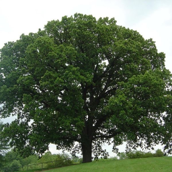 Bur Oak Acorn Seeds Quercus Macrocarpa Native North America Bur Oak ...