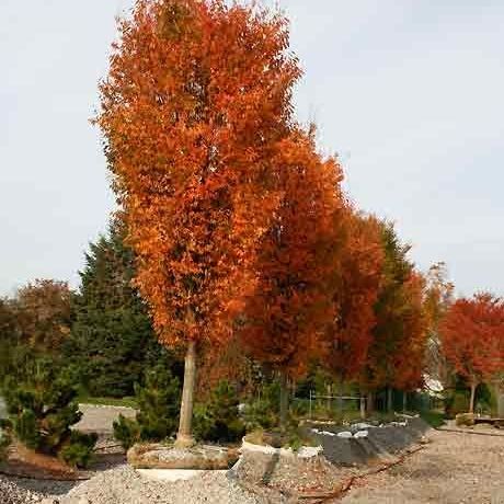 Columnar Norway Maple Tree
