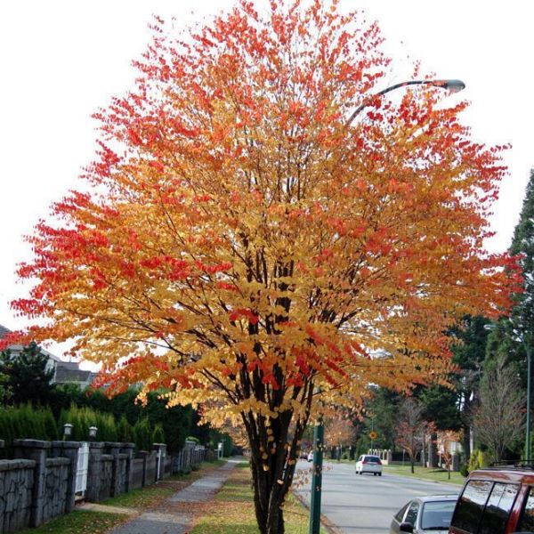 Shop the Katsura Tree | ShrubHub Nursery