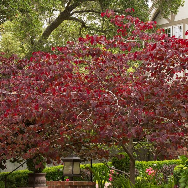 Shop the Forest Pansy Redbud | ShrubHub Nursery