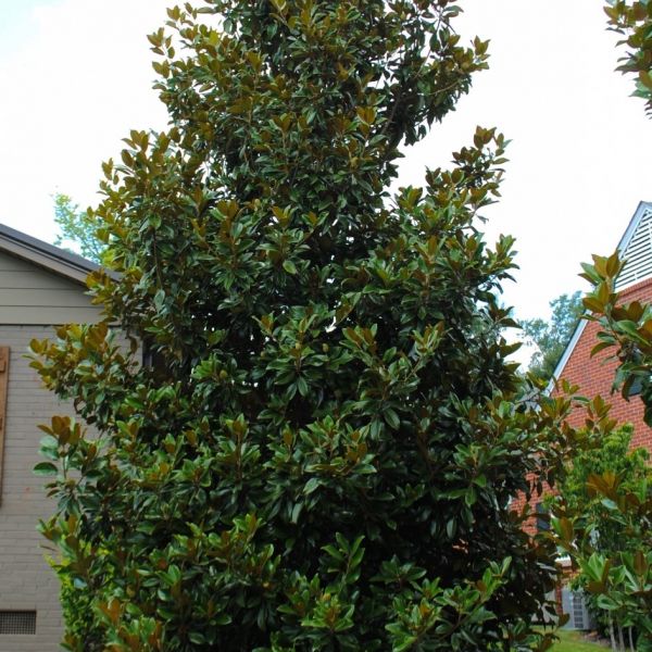 Shop the Claudia Wannamaker Magnolia | ShrubHub Nursery