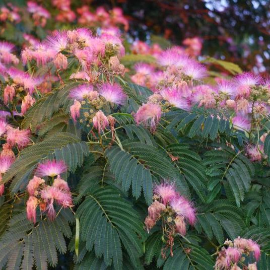 Shop the Earnest Henry Wilson Mimosa | ShrubHub Nursery