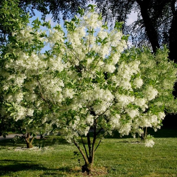 Shop the Fringe Tree | ShrubHub Nursery