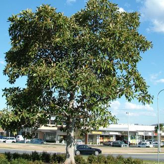 Shop the Port Jackson Fig | ShrubHub Nursery