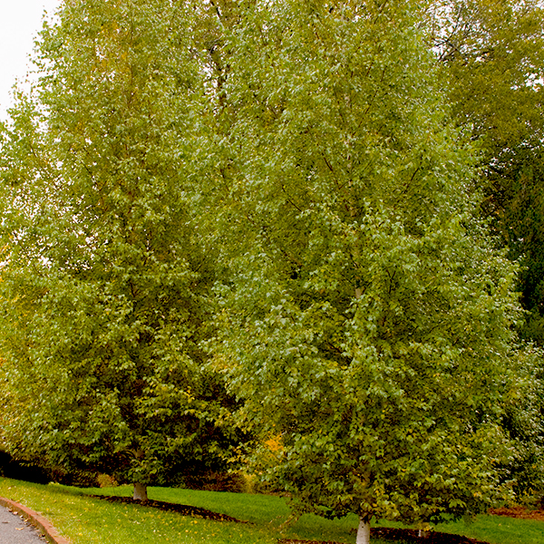 Dakota Pinnacle Birch Tree - Betula Platyphylla 'Fargo' - Fast-Growing ...