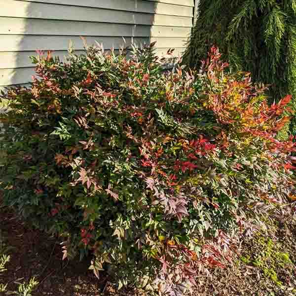 Alpha Compact Heavenly Bamboo - Nandina domestica 'Alpha Compacta'