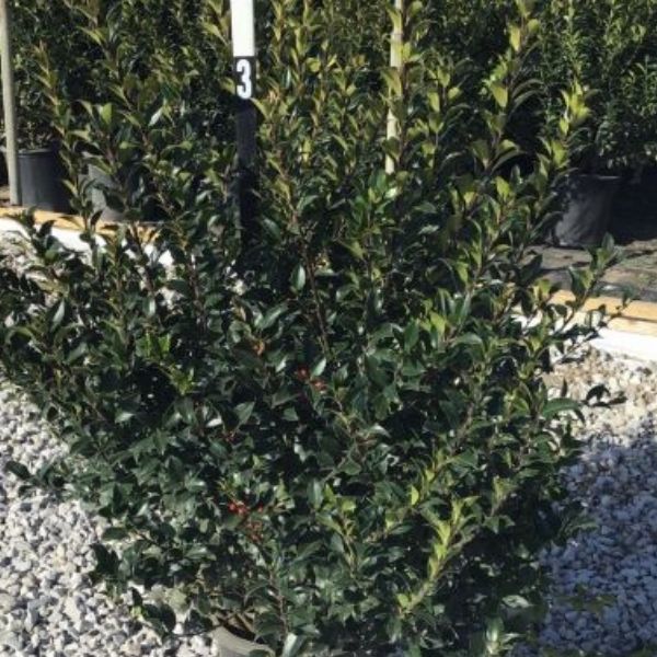 Get Captivated by the Stunning Blue Maid Meserve Holly – Ilex x ...