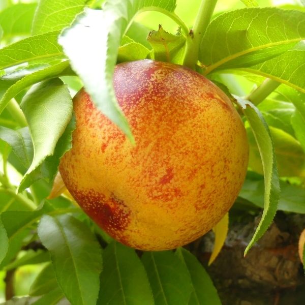 Nectarine Fruit Tree