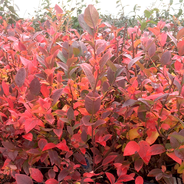 Get a Bountiful Harvest with Elliot Blueberry Plants (Vaccinium ...