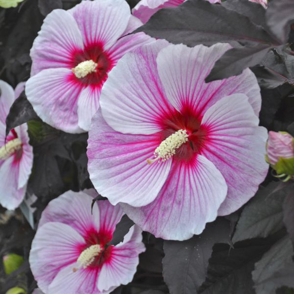 Shop the Starry Starry Night Hibiscus | ShrubHub Nursery