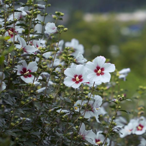 Helene Rose Of Sharon (Hibiscus syriacus 'Helene'): Stunning Blooms and ...