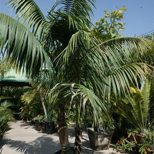 Shop the Kentia Palm | ShrubHub Nursery