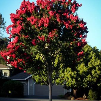 Shop the Miss Frances Crape Myrtle | ShrubHub Nursery