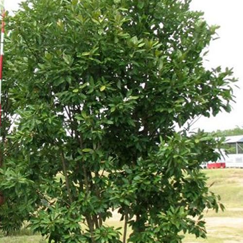 Sweetbay Magnolia Moonglow