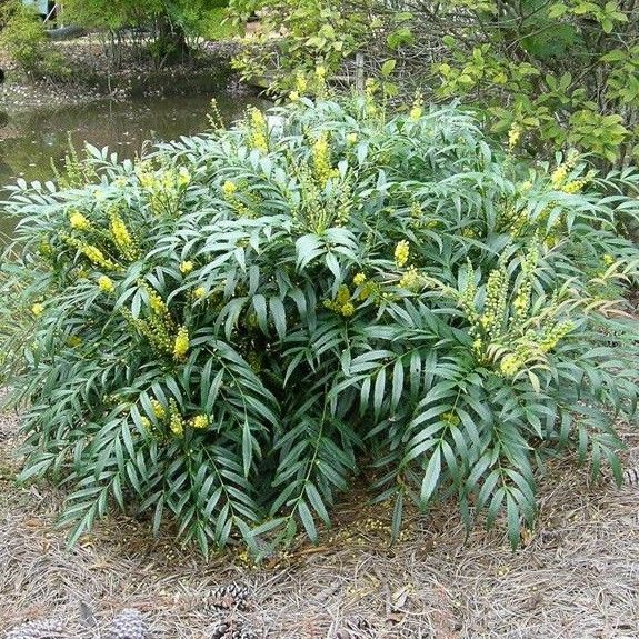 Soft Caress Mahonia (Mahonia eurybracteata 'Soft Caress ...