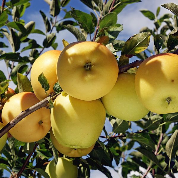 Shop the Dorsett Golden Apple | ShrubHub Nursery