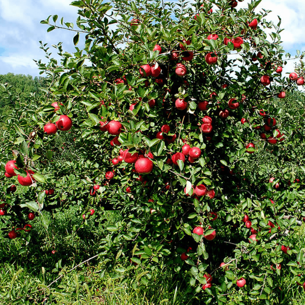 Shop the Spartan Apple Tree | ShrubHub Nursery