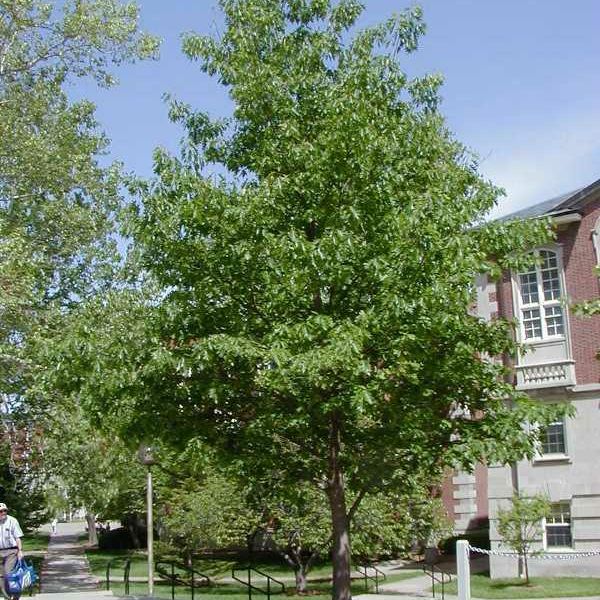 Shop the Northern Red Oak | ShrubHub Nursery