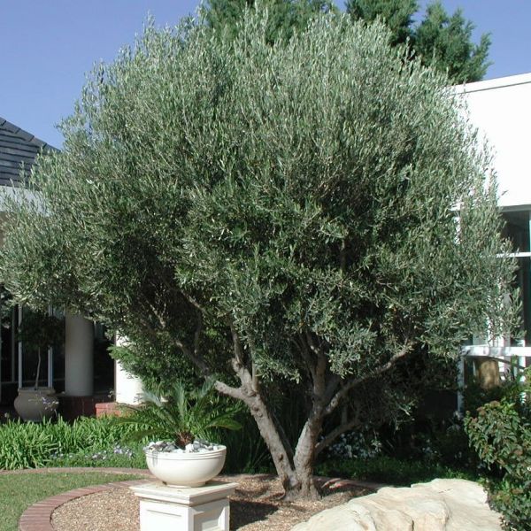 Olea Europaea Majestic Beauty