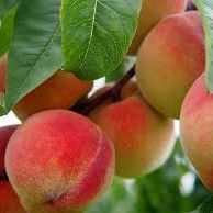 Shop the Reliance Peach | ShrubHub Nursery