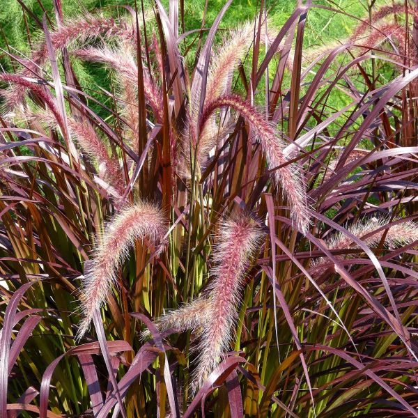 Shop the Purple Fountain Grass | ShrubHub Nursery