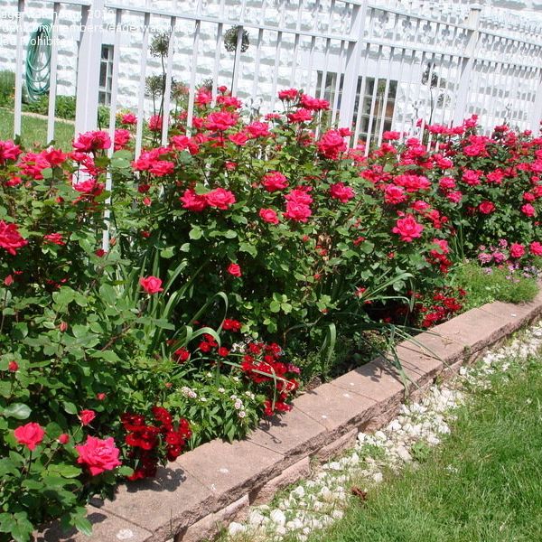 Shop the Red Double Knockout Shrub Rose | ShrubHub Nursery
