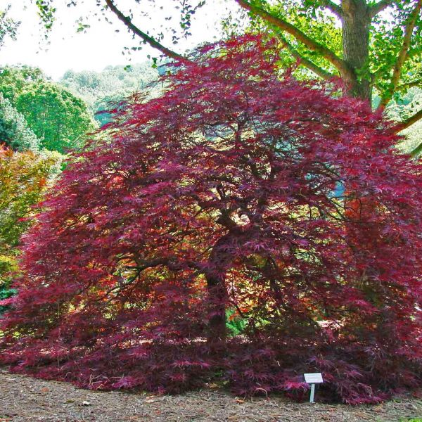 Shop the Red Dragon Japanese Maple | ShrubHub Nursery