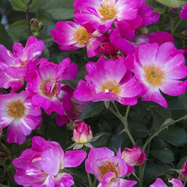 Shop the Rosa Pink Drift | ShrubHub Nursery