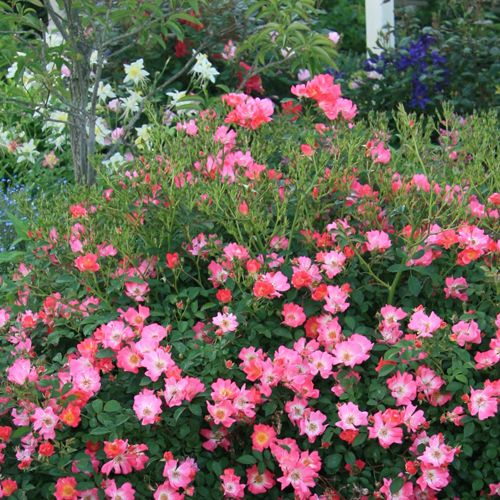 Shop the Rosa Pink Drift | ShrubHub Nursery