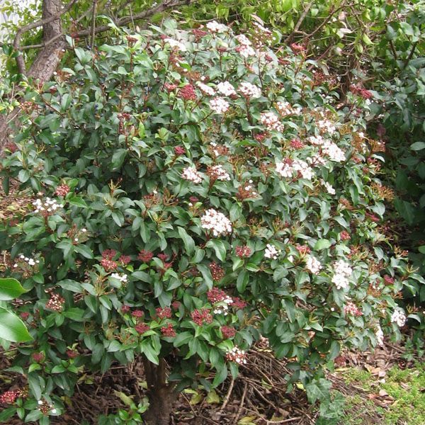Shop the Spring Bouquet Compact Viburnum | ShrubHub Nursery