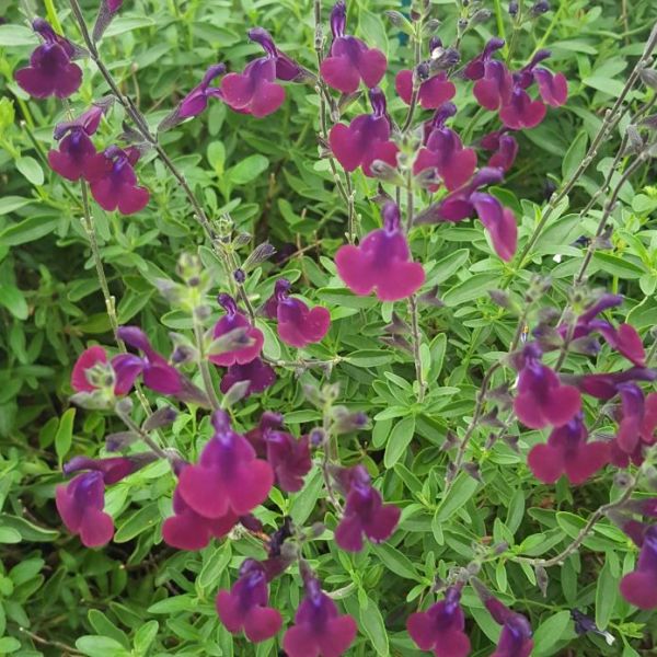 Shop the Salvia Greggii Purple | ShrubHub Nursery