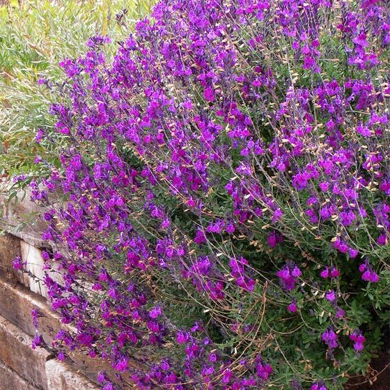 Shop the Salvia Greggii Purple | ShrubHub Nursery