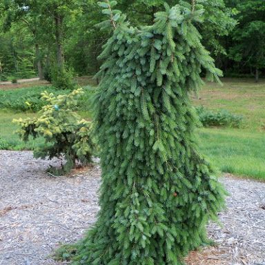 Bruns Weeping Serbian Spruce