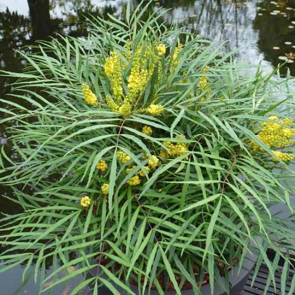 Soft Caress Mahonia (Mahonia eurybracteata 'Soft Caress ...