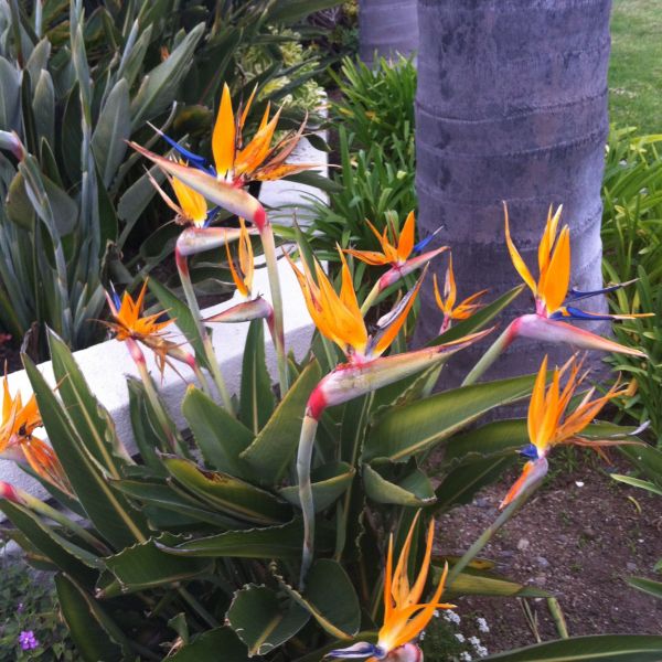 Shop the Hardy Bird Of Paradise | ShrubHub Nursery